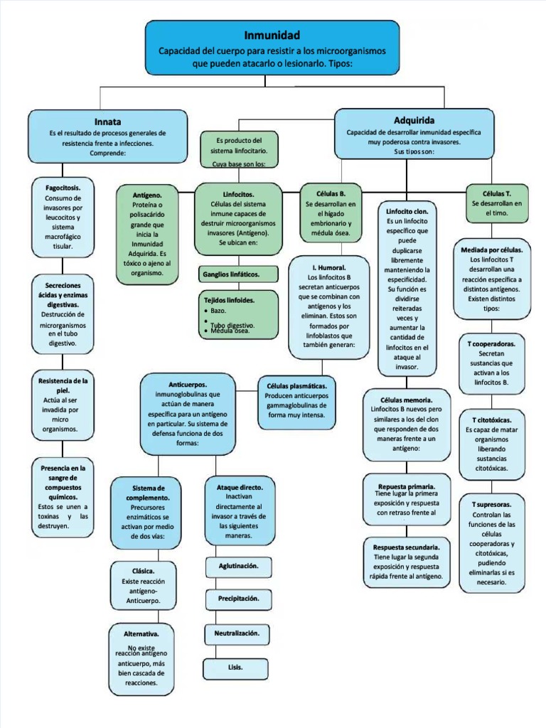 Mapa Conceptual Inmunidad | PDF | Linfocitos | Sistema inmune