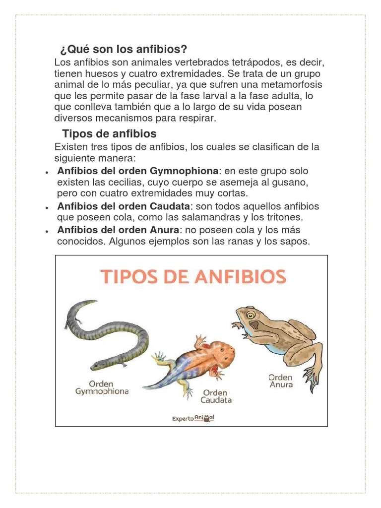 Tipos De Anfibios