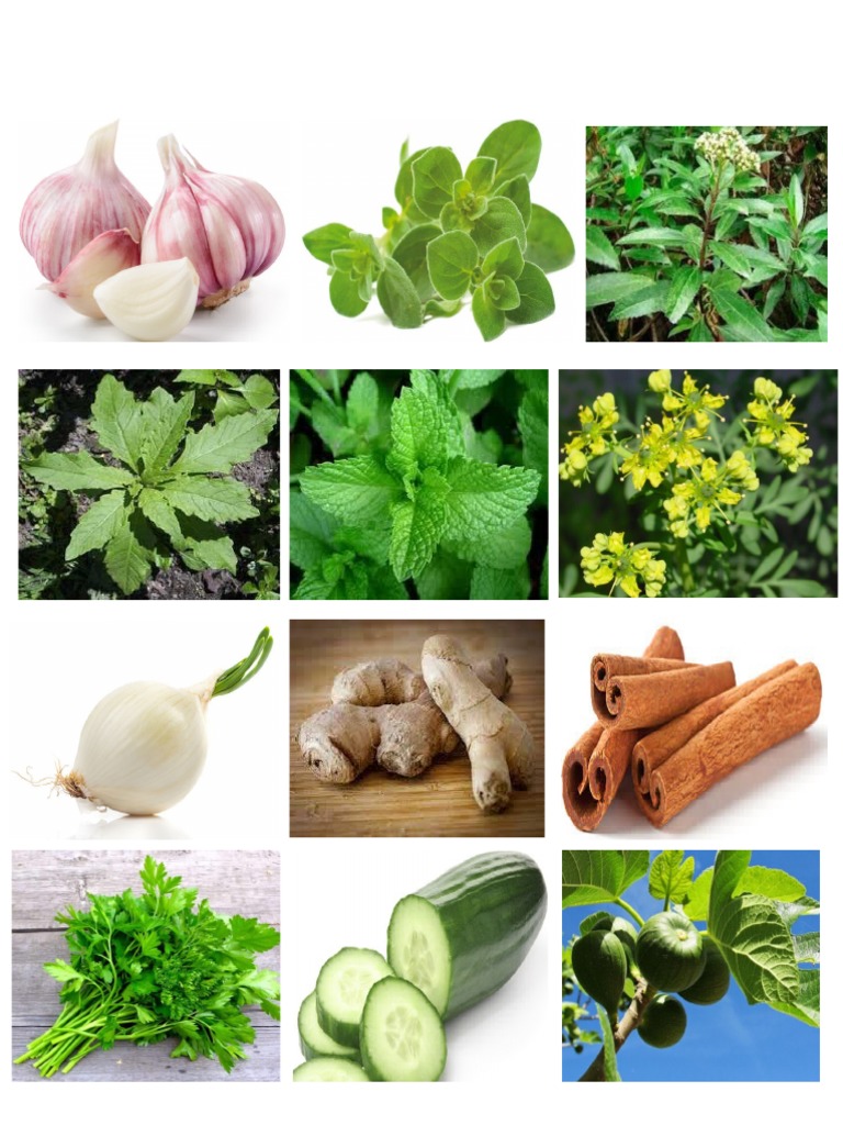 Plantas Comestibles | PDF