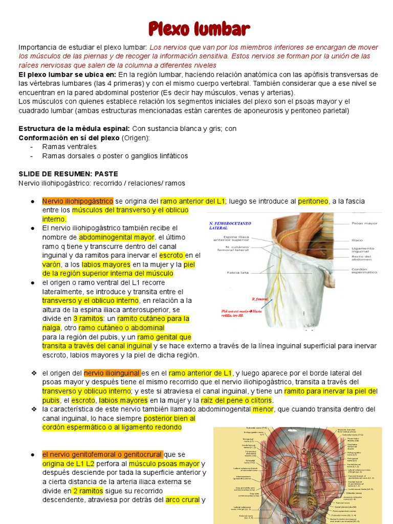 Plexo Lumbar | PDF | Sistema musculoesquelético | Anatomía