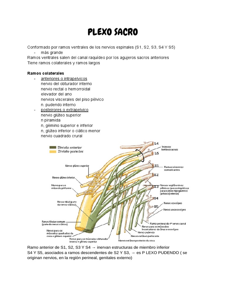 Plexo Sacro | PDF