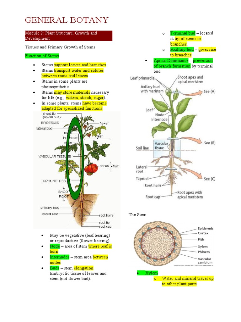 Botany Module 2.1 | PDF | Plant Stem | Tissue (Biology)