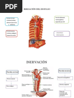 Irrigación e Inervación Del Hígado | PDF