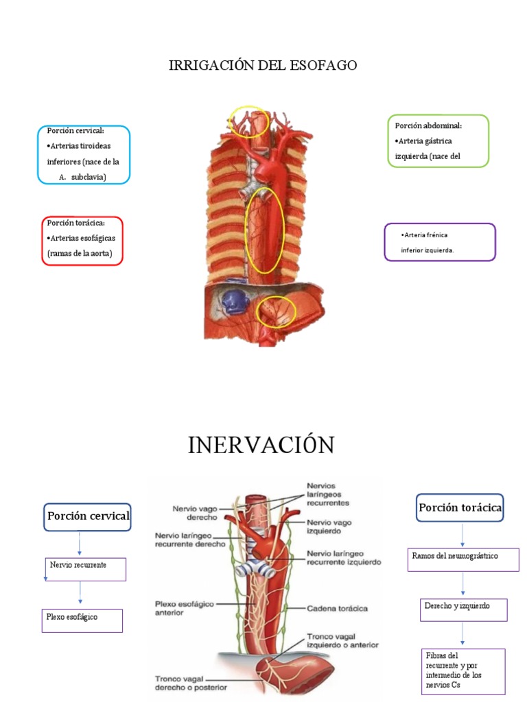 Irrigación e Inervación del Esófago | PDF | Tracto gastrointestinal ...