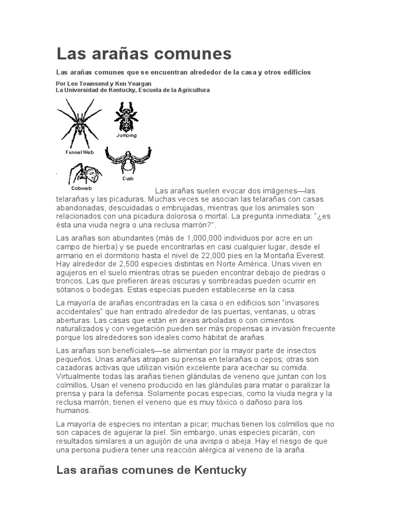 Arañas Comunes en el Hogar | PDF | Araña | Telaraña