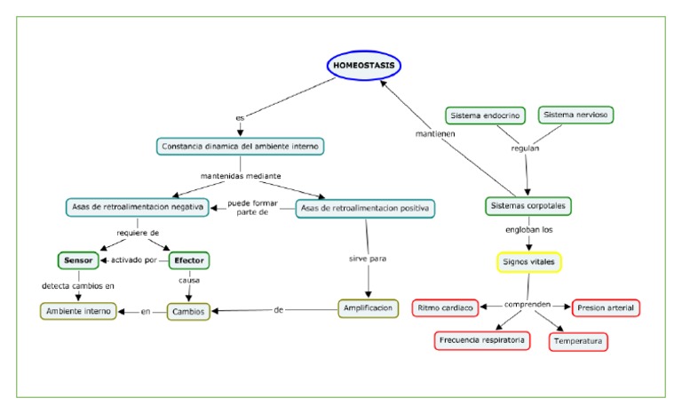 Mapa conceptual de Homeostasis | PDF