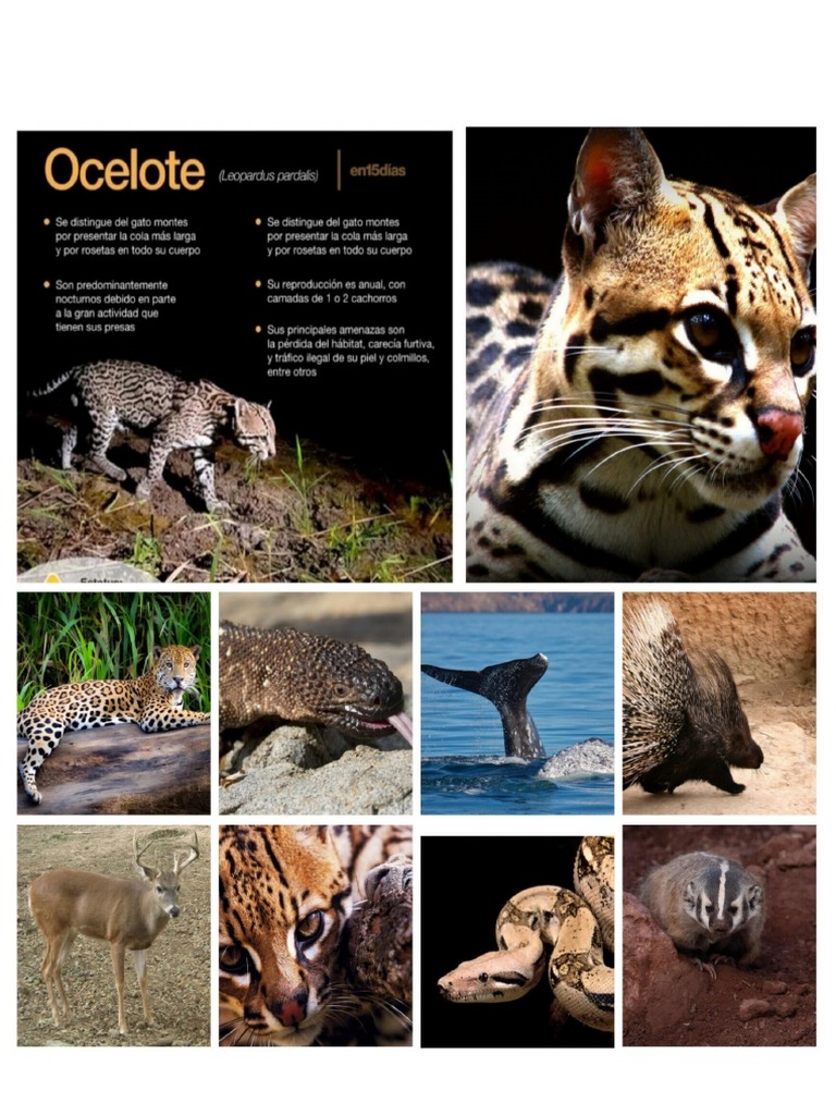 Imprimir Fauna Regiones de Sinaloa | PDF