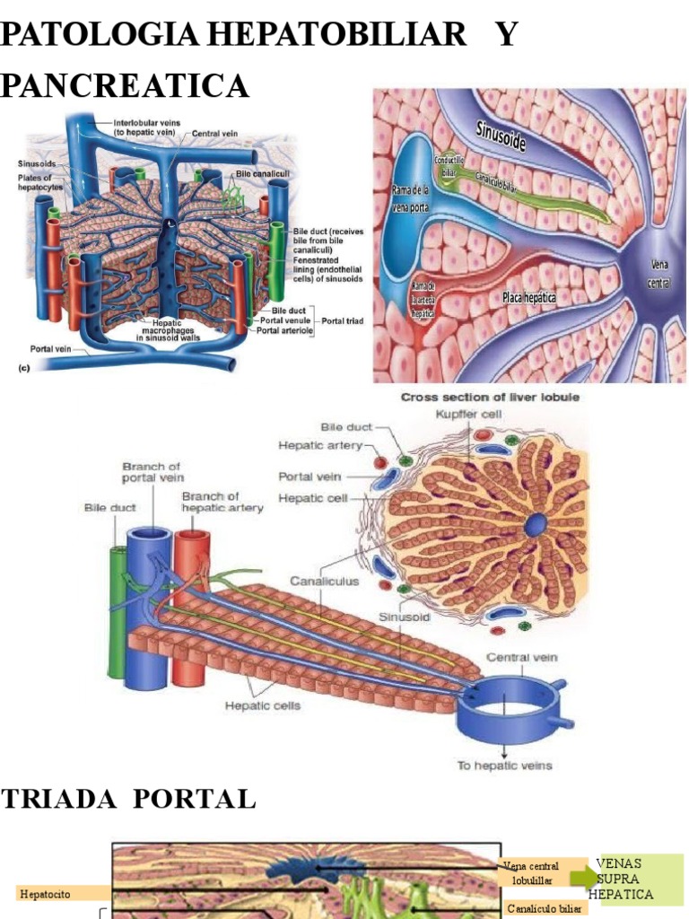 Teoria 4 Patologia Hepatobiliar | PDF | Bilis | Hepatitis