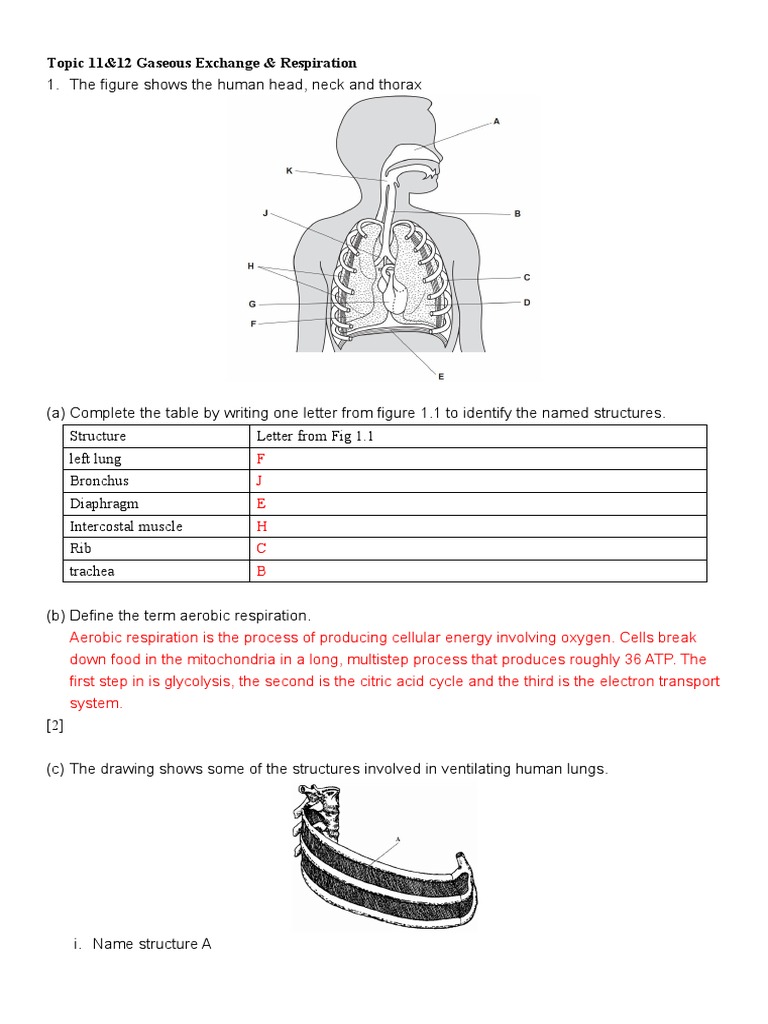 Respiratory System and Gas Exchange Overview | PDF | Cellular ...