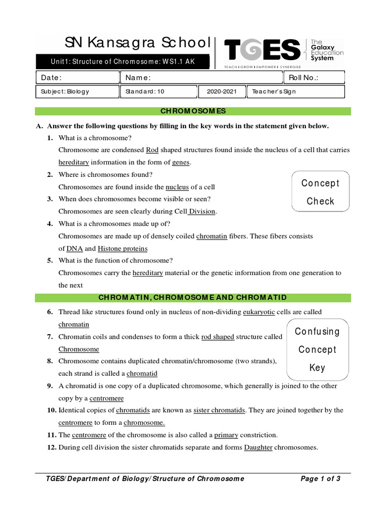 1.WS1.Structure - Of.chromosome Answer Key | PDF | Chromosome | Chromatin