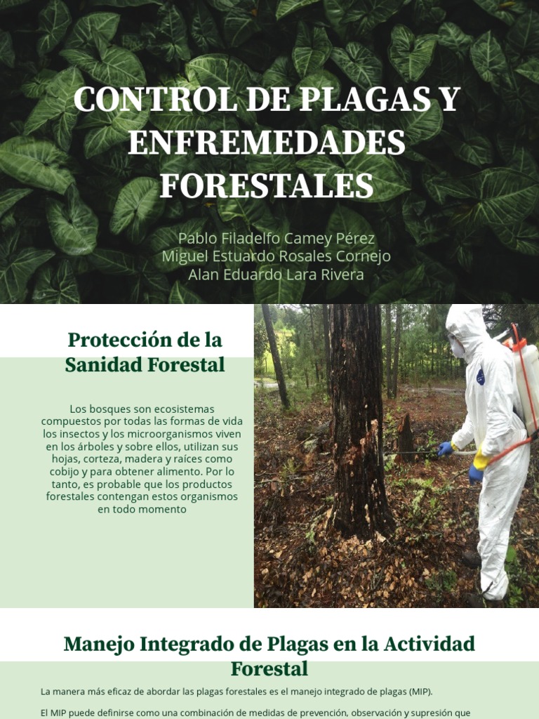 Manejo y Control de Plagas y Enfermedades Forestales | PDF | Plaga (organismo) | Suelo