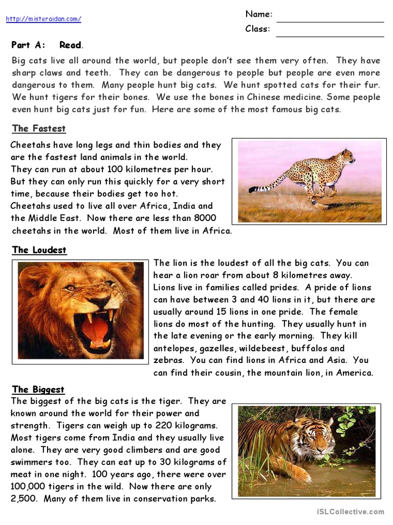 Big Cats | PDF | Lion | Tiger