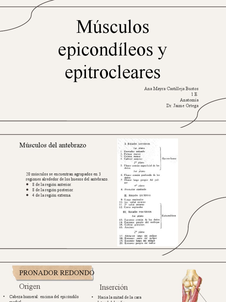 Músculos Epicondíleos y Epitrocleares | PDF | Mano | Codo