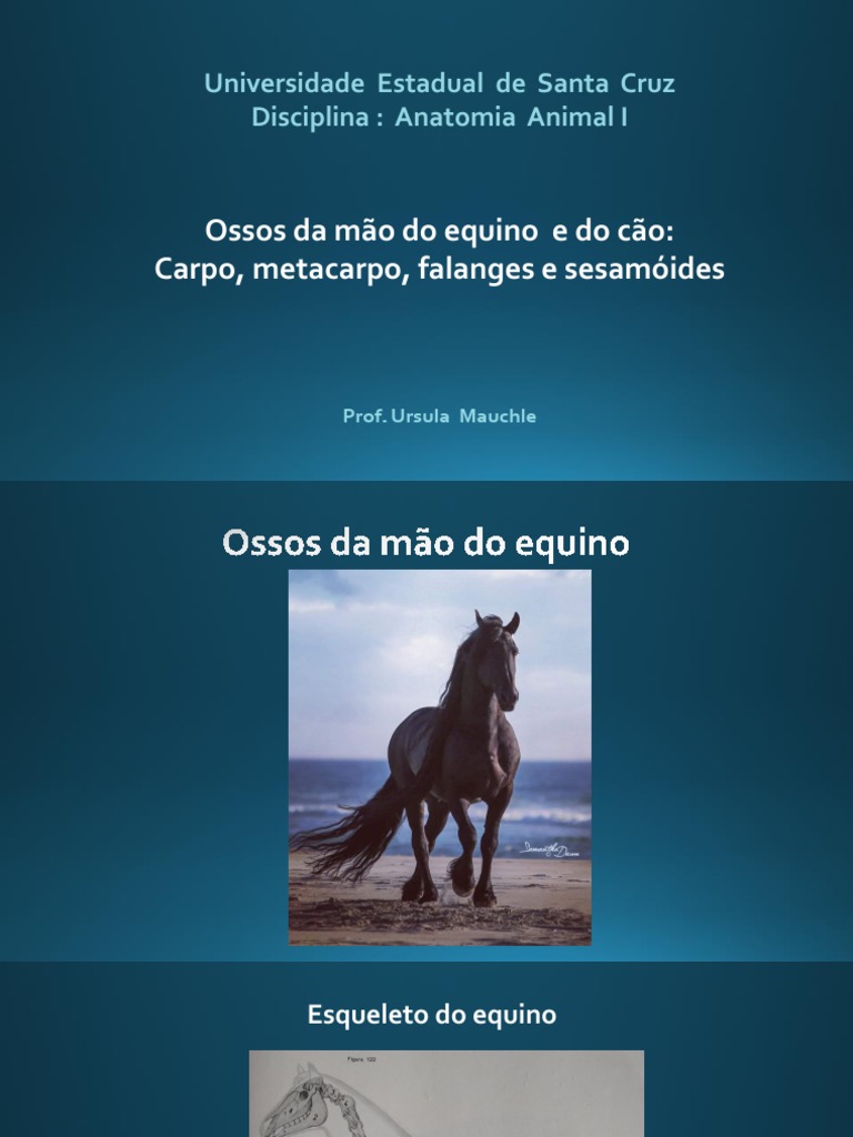 Anatomia dos Ossos da Mão: Equino e Cão | PDF | Mão | Sistema Locomotor