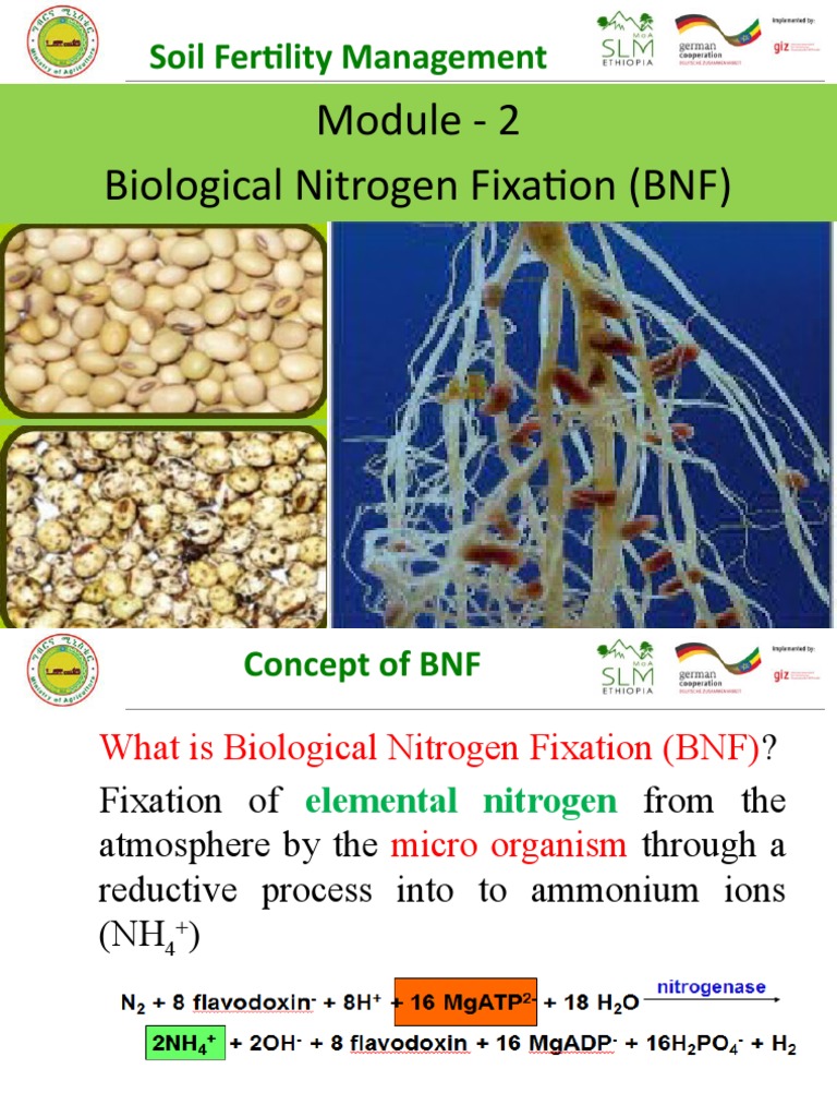 Module 2 Biological Nitrogen Fixation | PDF | Organisms | Nitrogen
