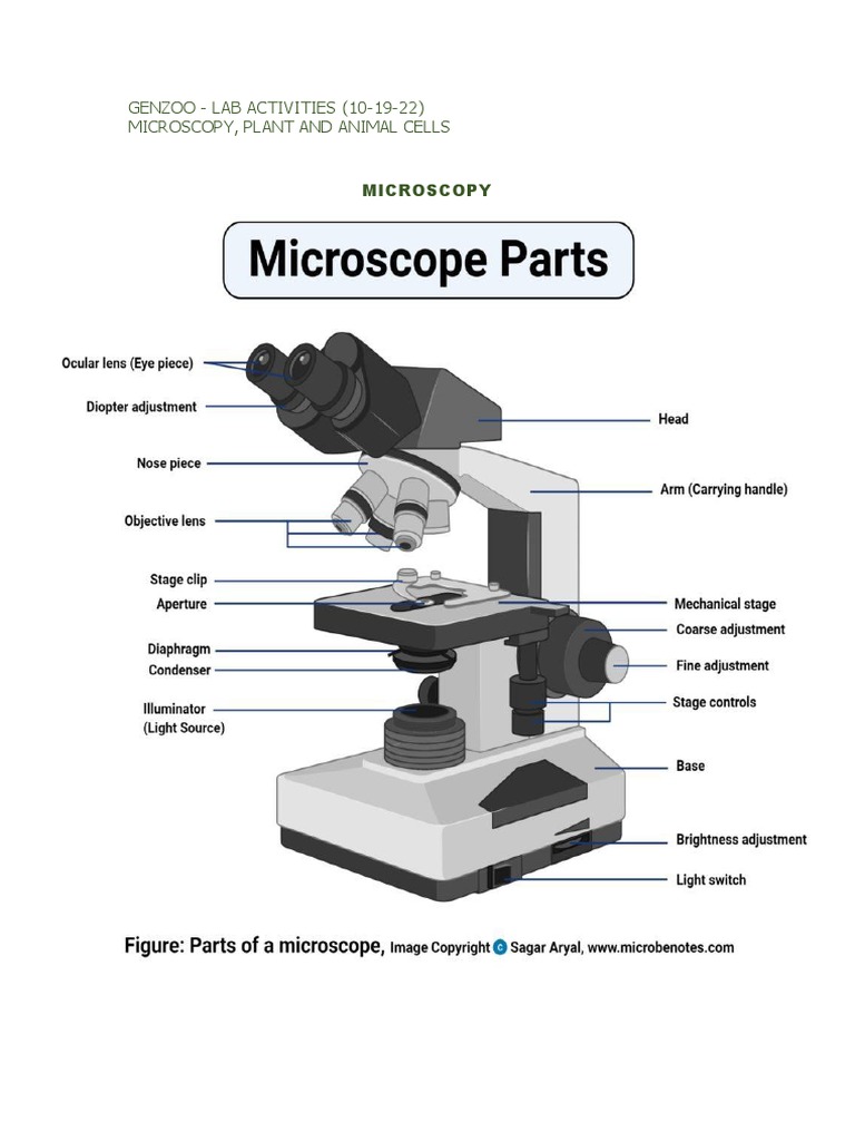 Genzoo | PDF | Microscope | Stoma