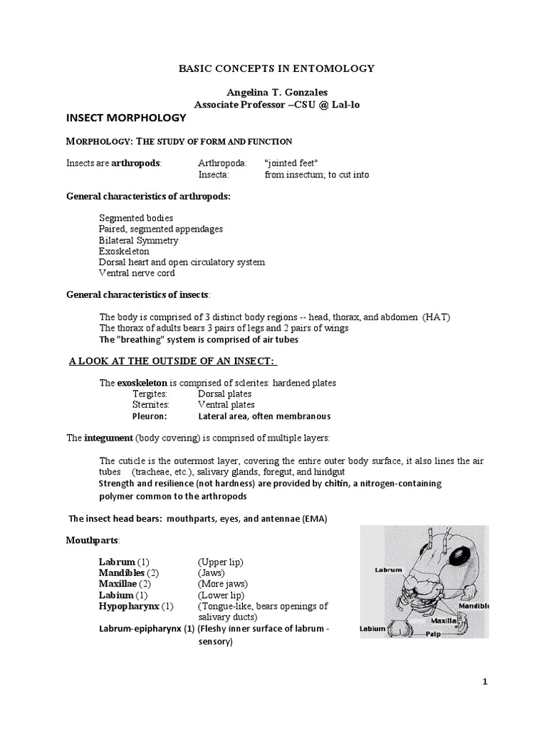 Insect Morphology Basics | PDF | Insects | Gill