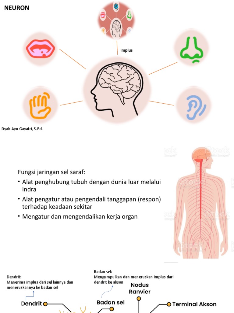 Sistem Syaraf (Neuron) 04.12.22 | PDF