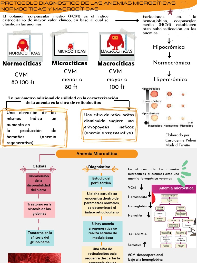 Protocolo Diagnóstico de Las Anemias Microcíticas, Normocíticas y ...