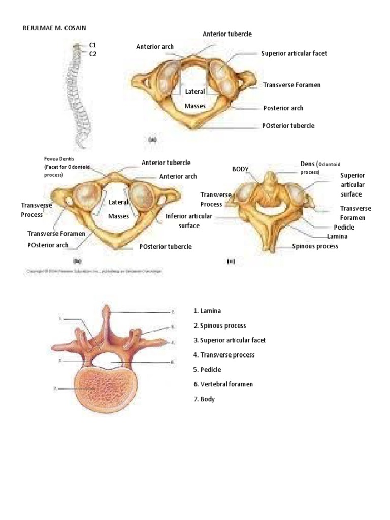 Activity 6 sacrum | PDF