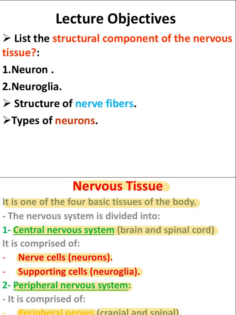 Anatomy and Classification of the Nervous Tissue: Neurons, Neuroglia ...