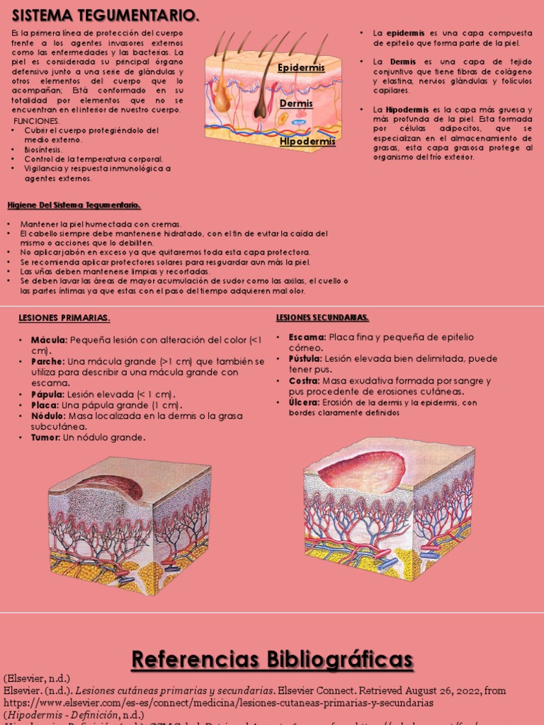 Sistema Tegumentario | PDF | Piel | Anatomía