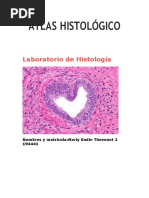 Condroblastos, Condrocitos y Cartílagos | PDF | Cartílago | Articulación