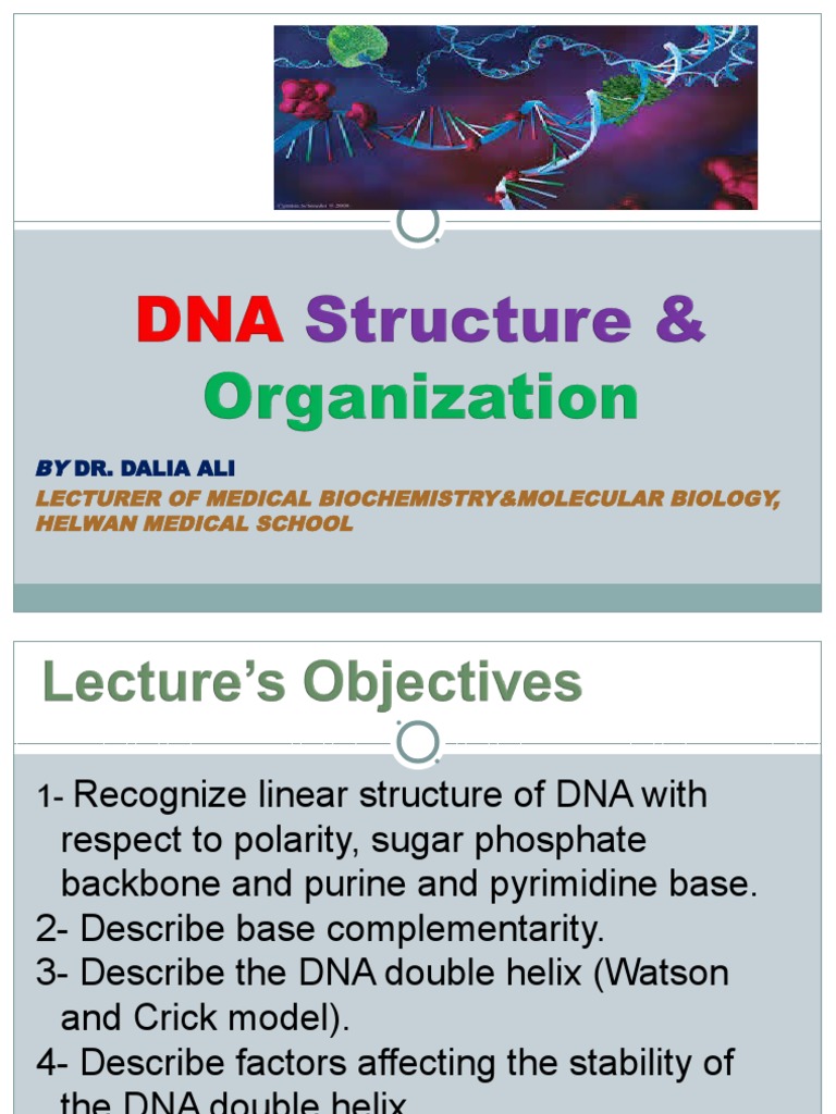 DNA Structure | PDF | Chromatin | Histone