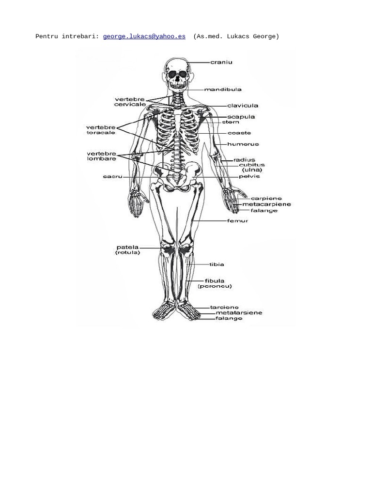 Imagini Schelet | PDF