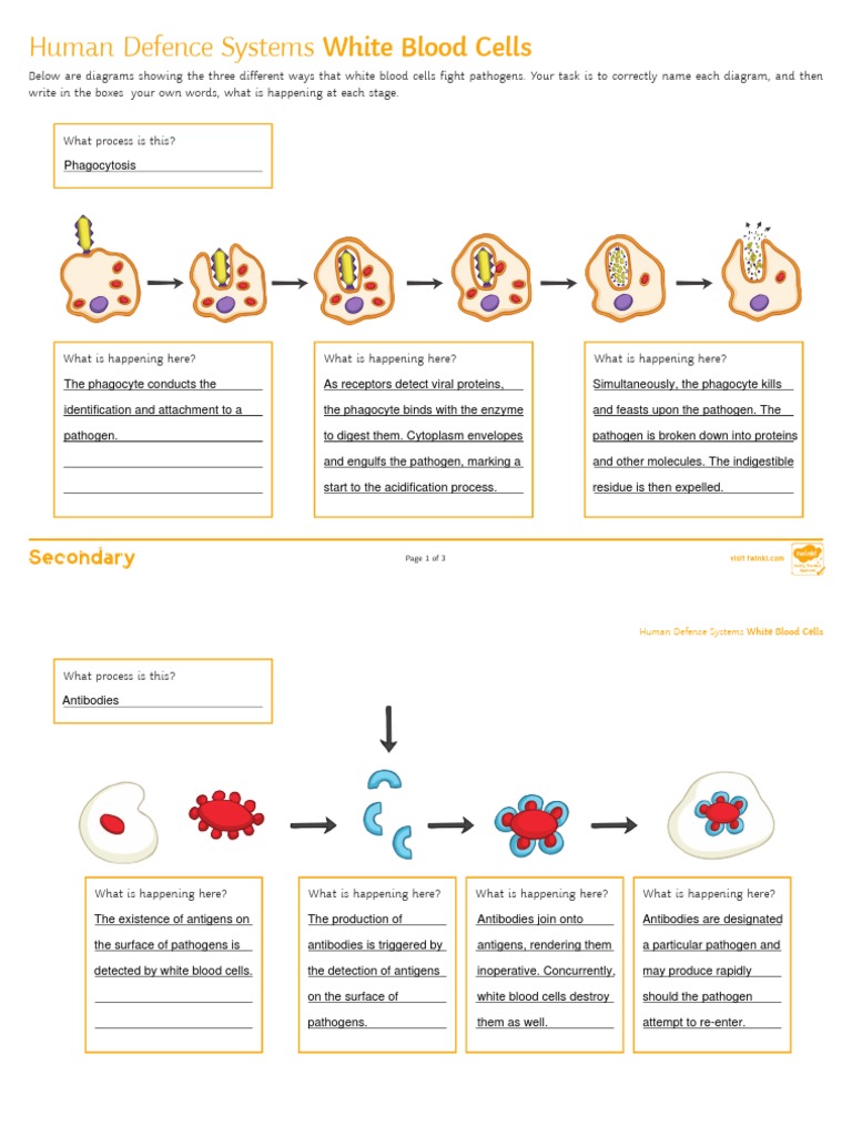 Human Defence Systems Storyboard | PDF | Phagocyte | Antibody