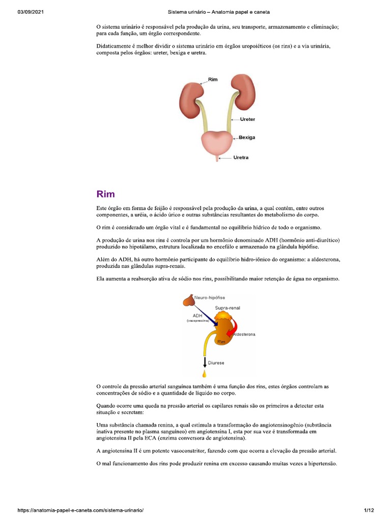 Anatomia Rins | PDF