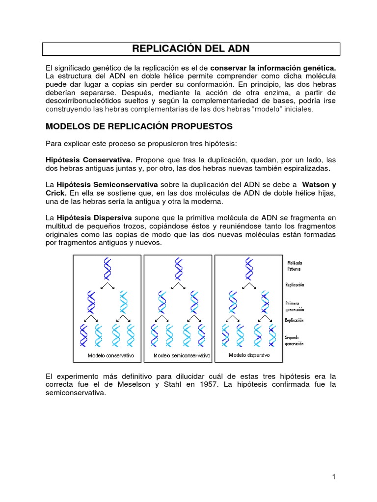 Replicación | PDF | Replicación De Adn | Adn