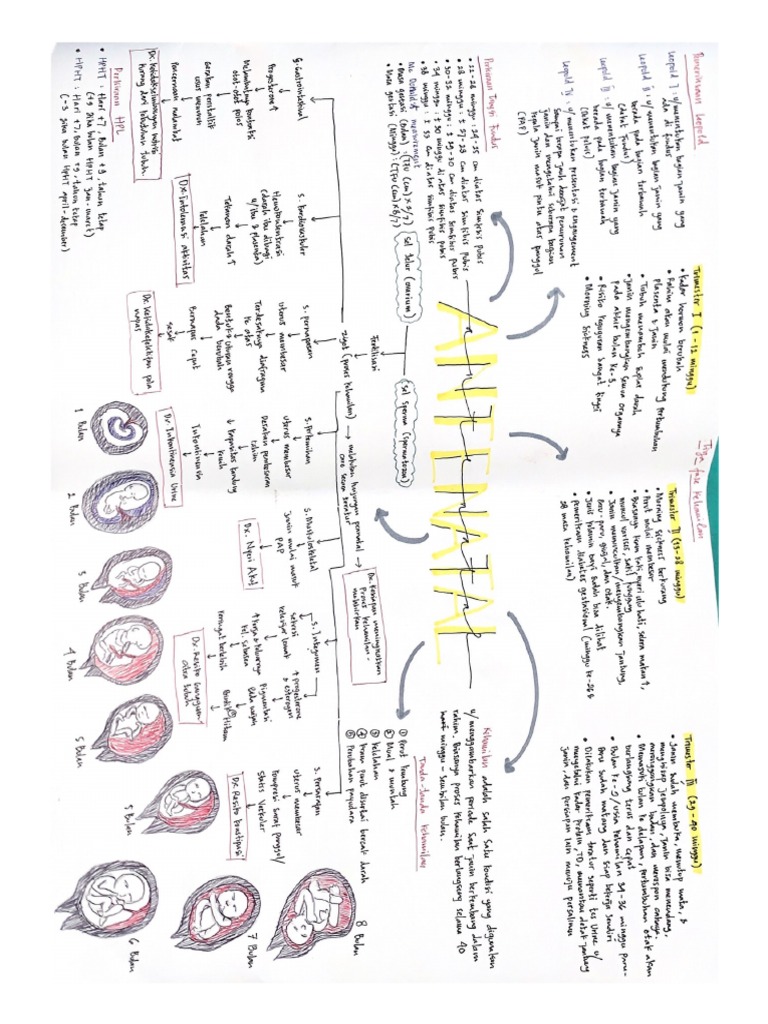 Mind Map Antenatal - Pipit Mariani Muhtar - R014221012 | PDF
