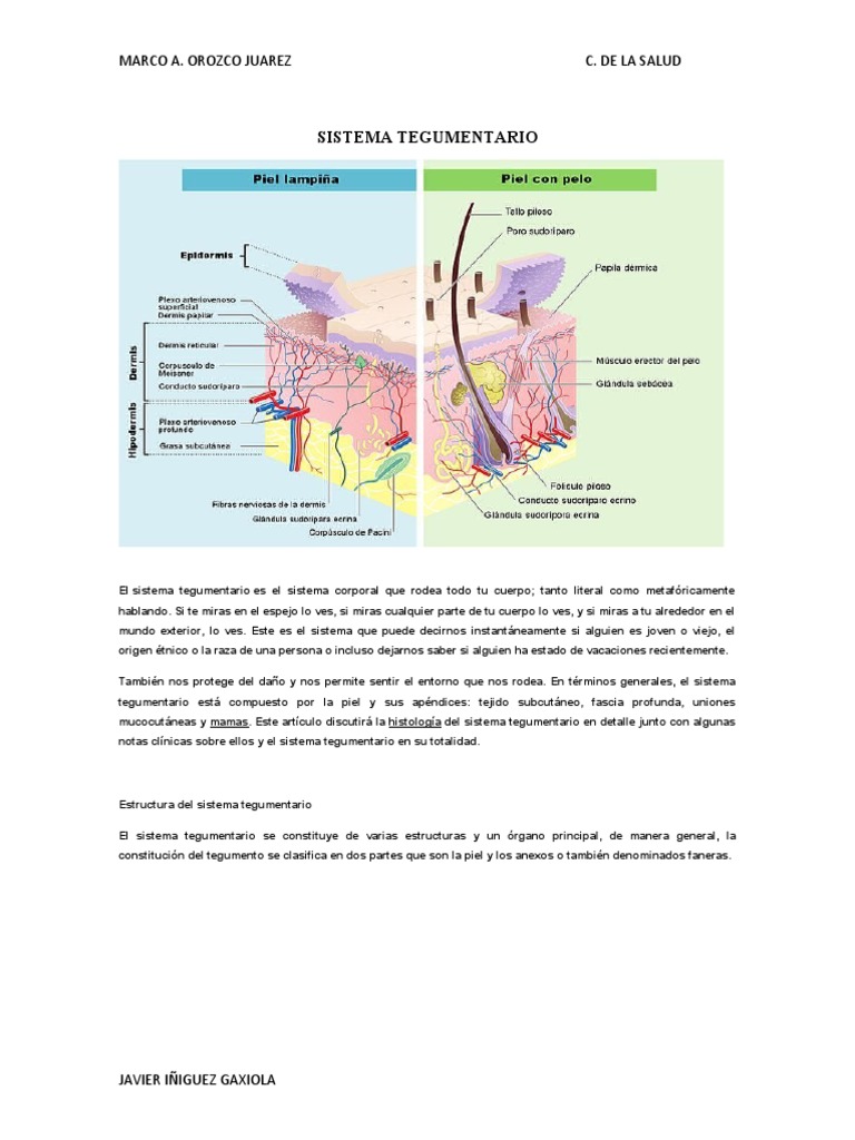 Sistema Tegumentario | PDF | Epidermis | Piel