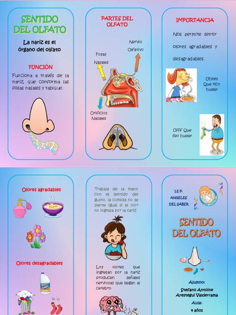 La Nariz y el Sentido del Olfato Infantil | PDF