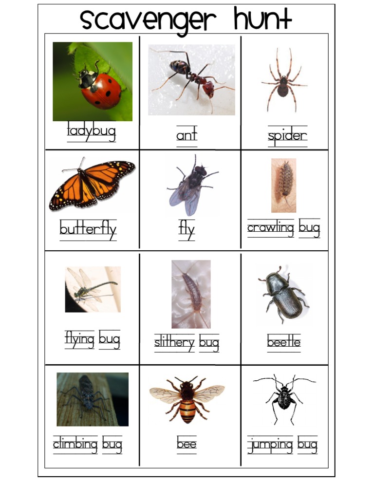 Bug Scavenger Hunt | PDF