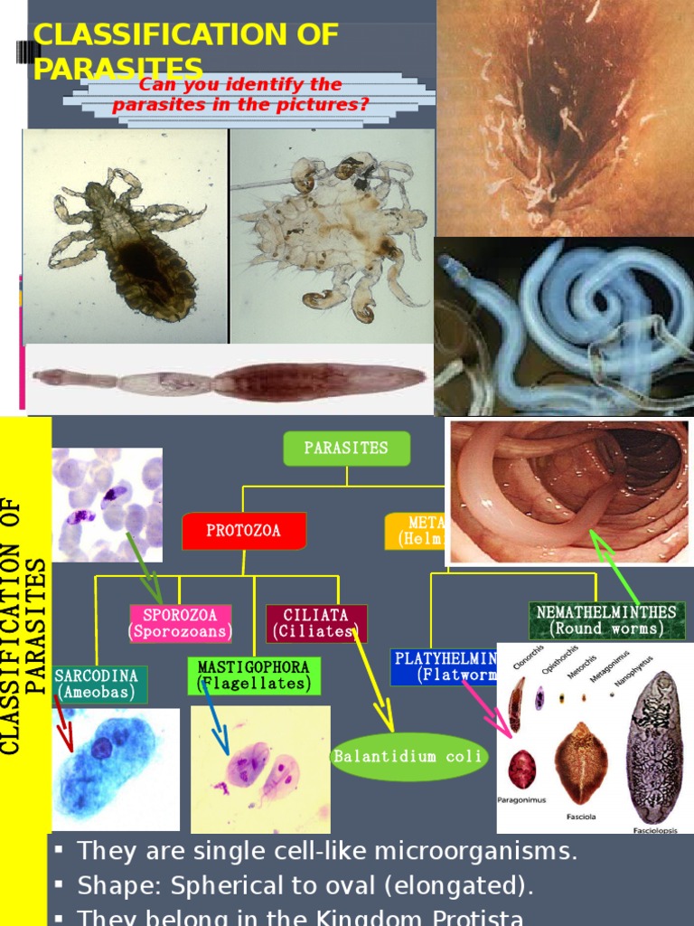 Classification of Parasites Overview | PDF | Malaria | Plasmodium ...
