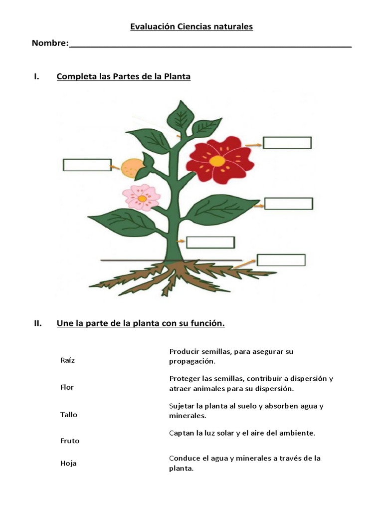 Evaluación sobre Partes y Ciclo de Plantas | PDF