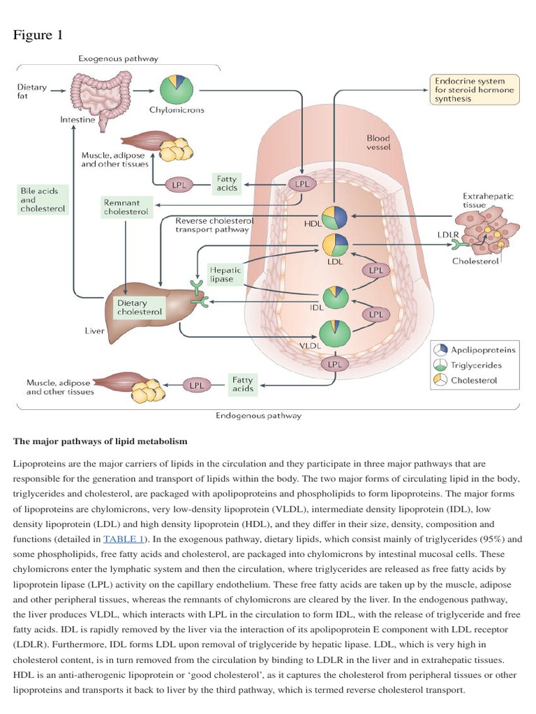 Figure - PMC | PDF