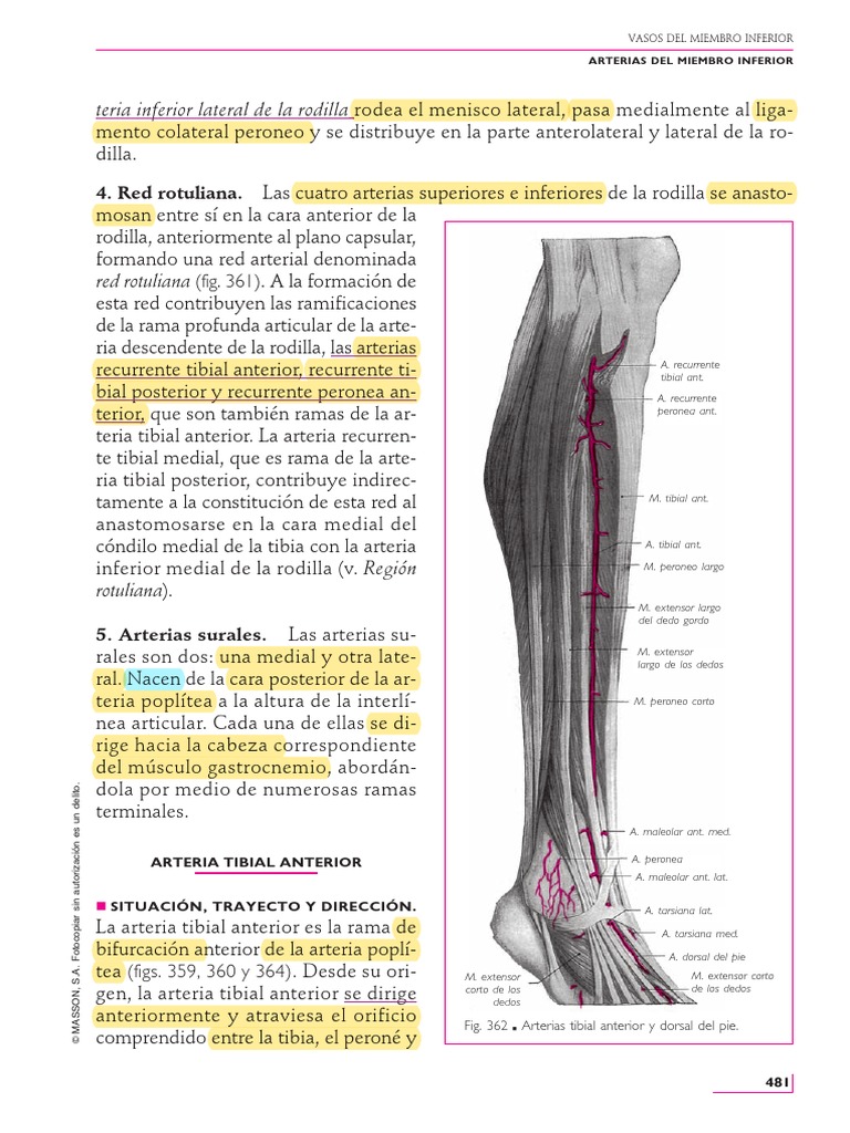 Anatomía Humana. Tomo 3. Miembros, 11va Edición - Henri Rouvière ...
