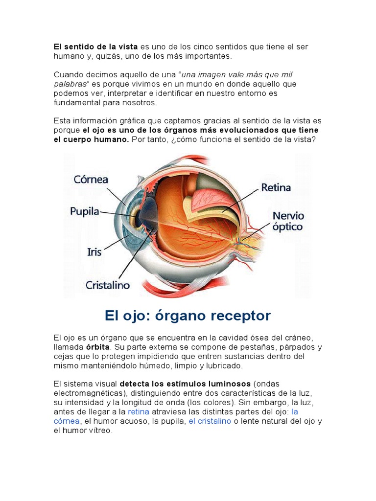 El Sentido de La Vista | PDF | Ojo humano | Percepción visual