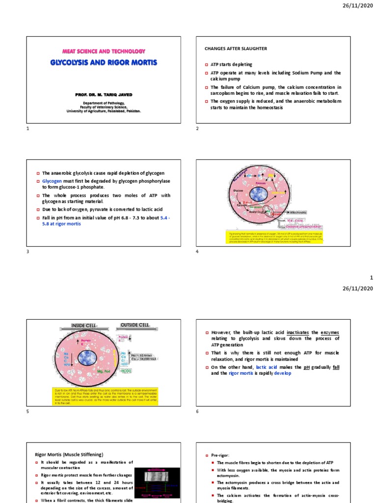 MST-4 Glycolysis and Rigor Mortis | PDF | Muscle Contraction | Skeletal ...