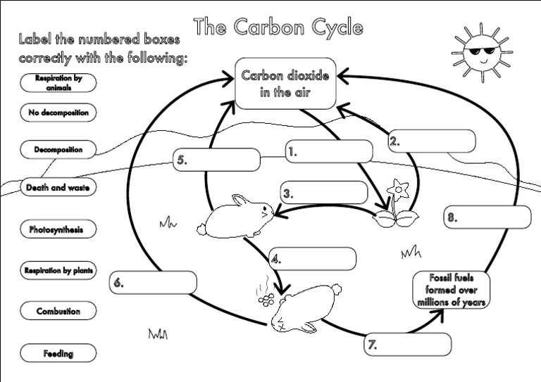 Lesson 1 - The Carbon Cycle A4 Poster | PDF