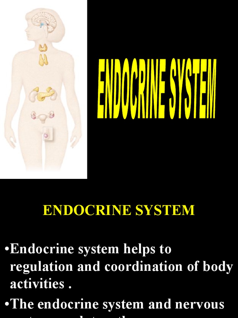 Endocrine System | PDF | Endocrine System | Hormone