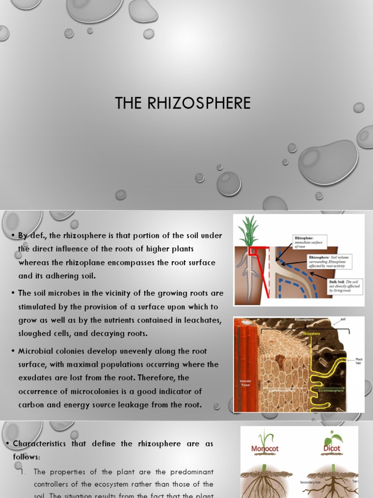 Rhizosphere | PDF | Soil | Root