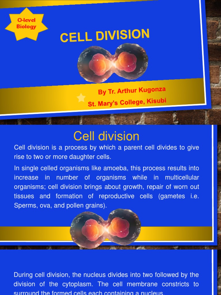Cell Division | PDF | Meiosis | Mitosis