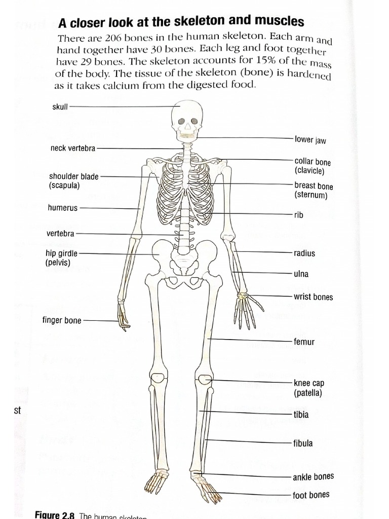 Skeleton | PDF