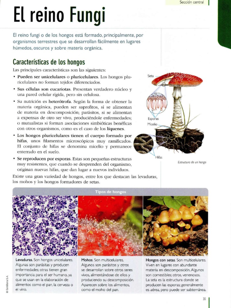Reino Fungi | PDF