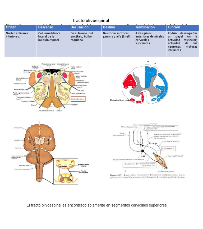 El tracto olivoespinal: Origen, decusación y terminación de esta ...