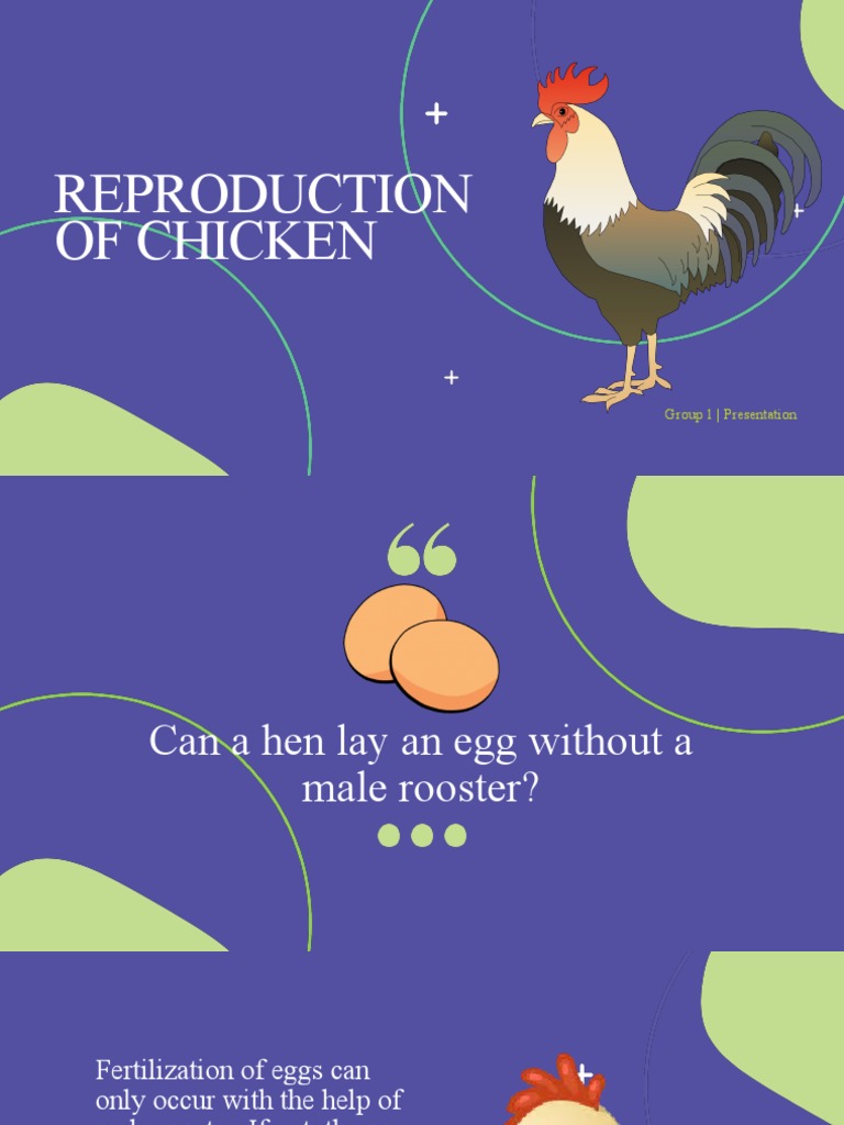 Reproduction of Chicken | PDF